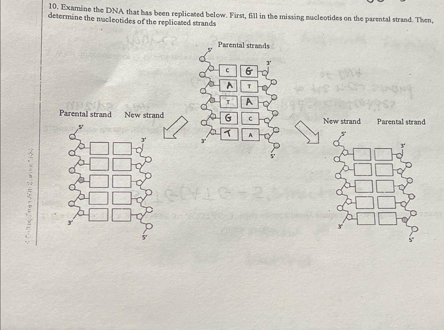 Examine the DNA that has been replicated below. | Chegg.com