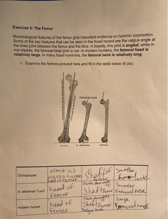 Solved Exercise 3: The Femur Morphological features of the | Chegg.com