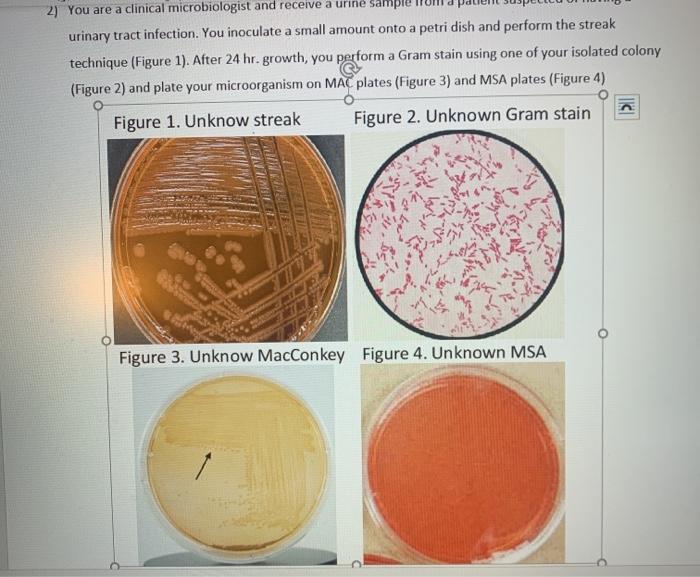 Solved 2) You are a clinical microbiologist and receive a | Chegg.com