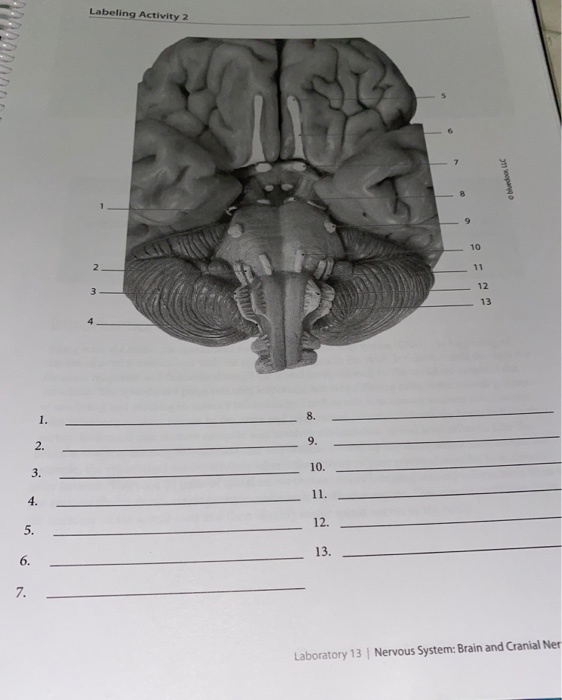 Solved Labeling Activity 2 Laboratory 13 Nervous System: | Chegg.com
