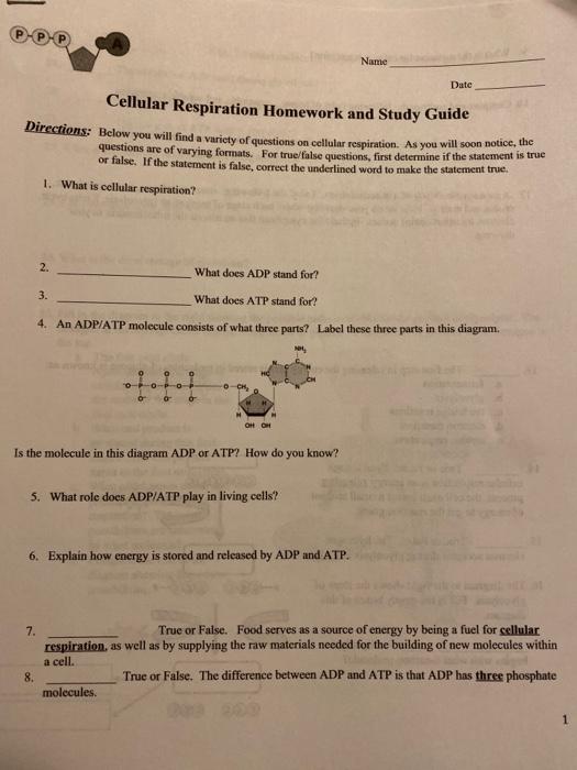 Solved Name Date Cellular Respiration Homework and Study | Chegg.com