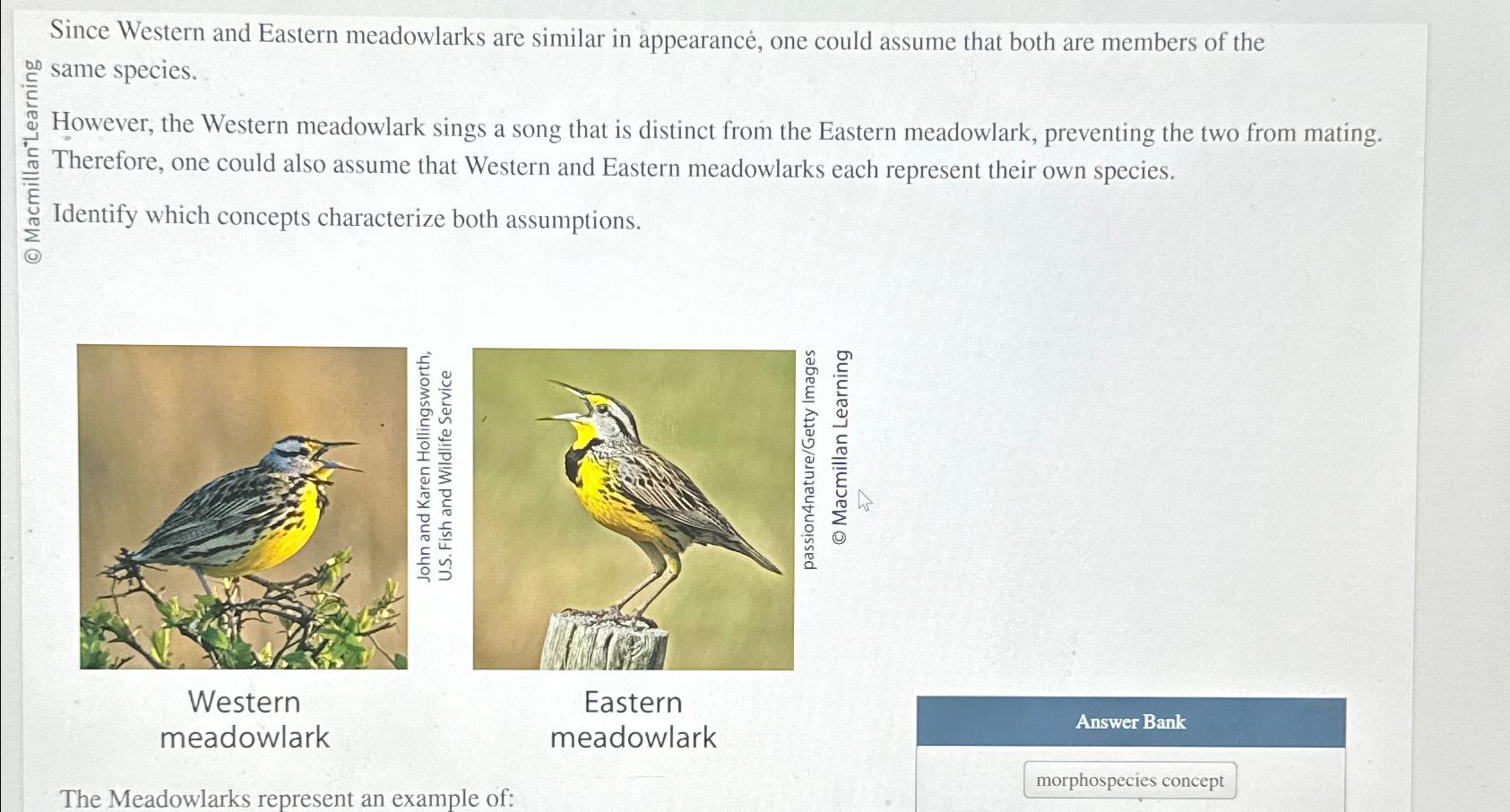 Solved Since Western and Eastern meadowlarks are similar in | Chegg.com