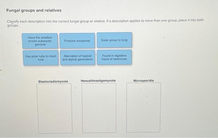 Solved Fungal groups and relatives Classify each description | Chegg.com