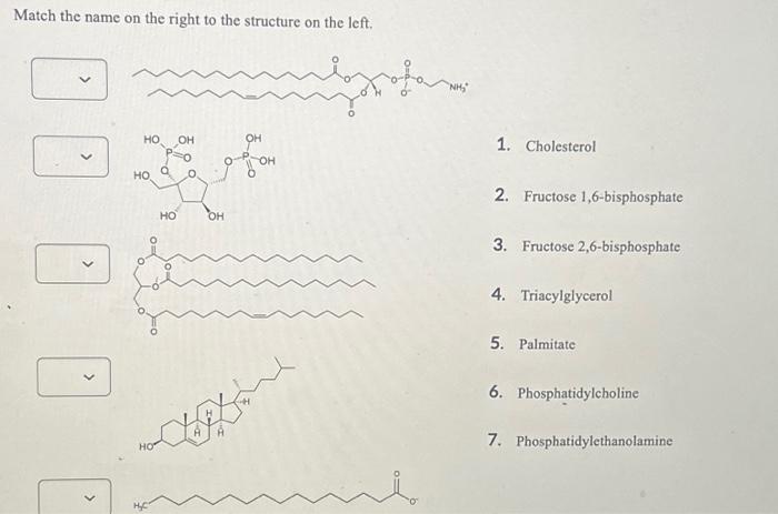 Solved Match the name on the right to the structure on the | Chegg.com