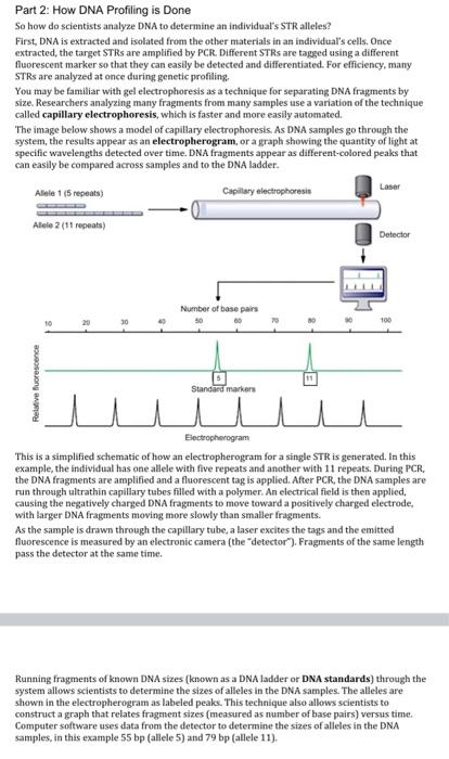 Solved Part 2: How DNA. Profiling is Done STRs are analyeed | Chegg.com