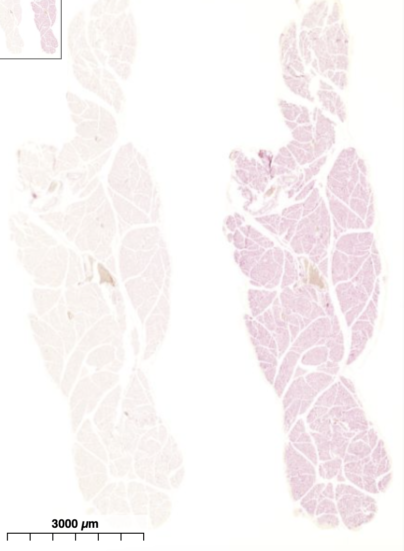 Solved ﻿Pancreas Cells (slide MH 012) - 40x | Chegg.com