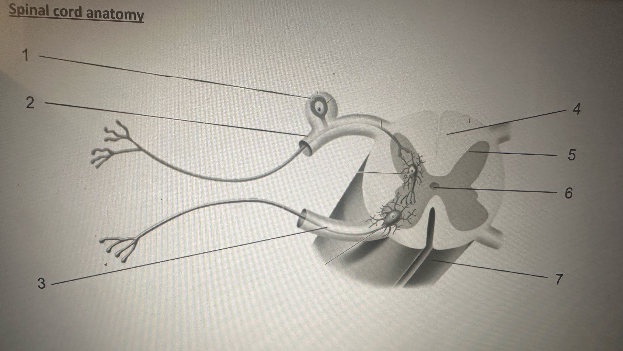 Solved Spinal cord anatomy(2) | Chegg.com
