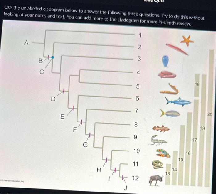 Solved Use the unlabelled cladogram below to answer the | Chegg.com