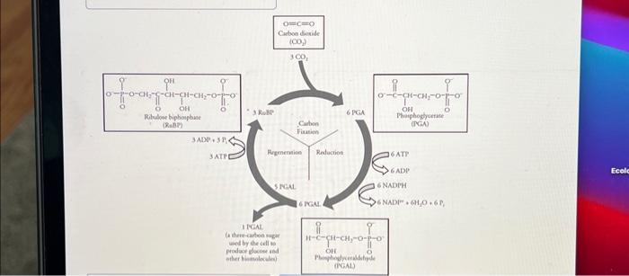 [Solved]: Refer to the diagram for all questions 1) How many