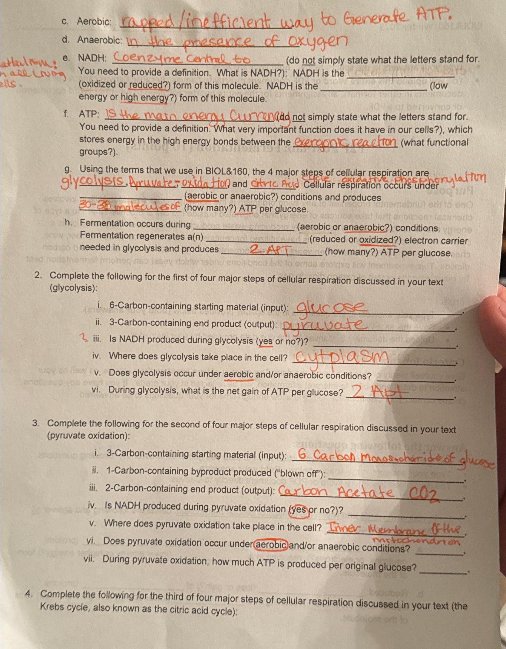 Solved c. ﻿Aerobic: rapped /inefficientway to Generate | Chegg.com