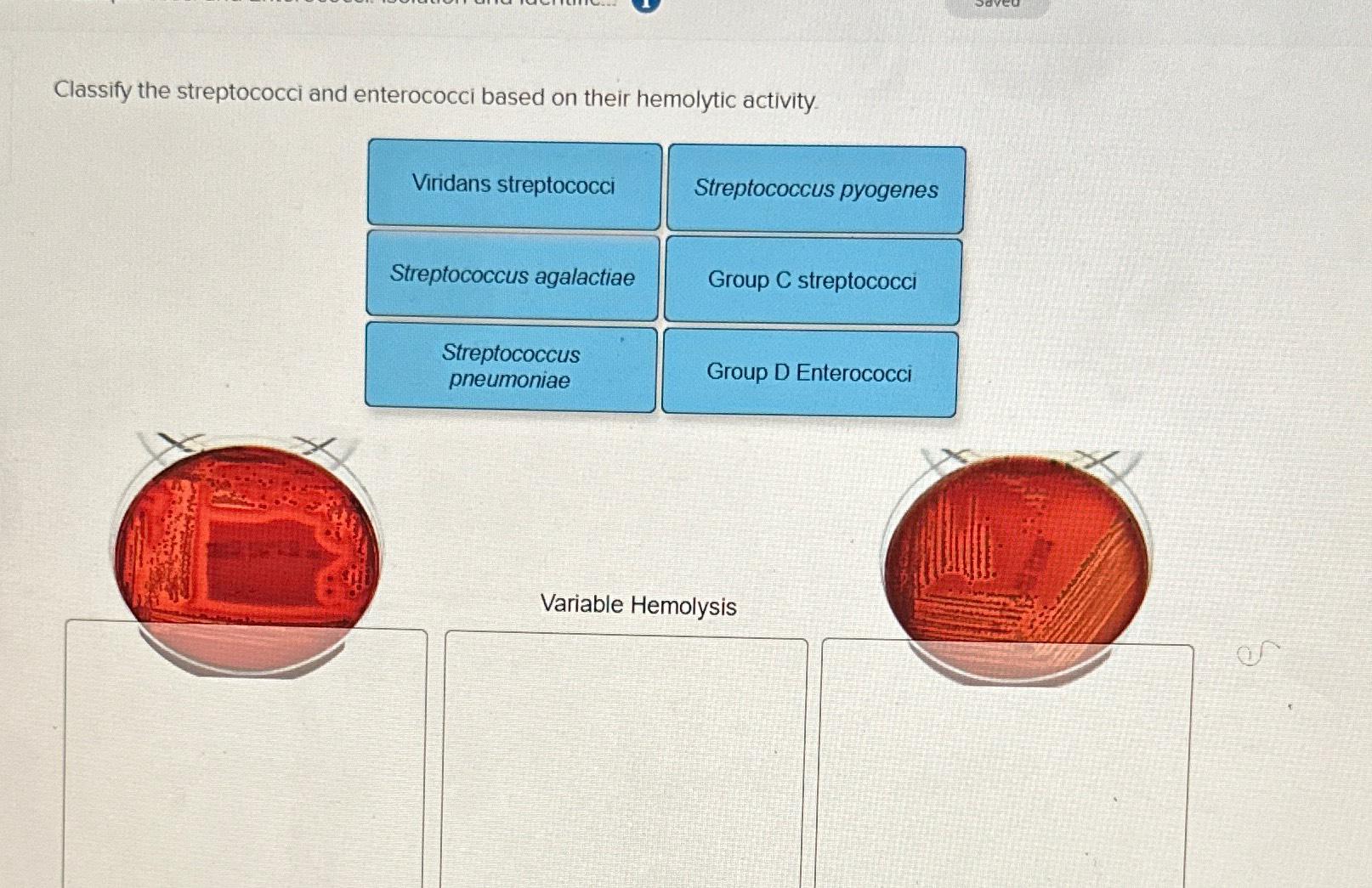 Solved Classify the streptococci and enterococci based on | Chegg.com