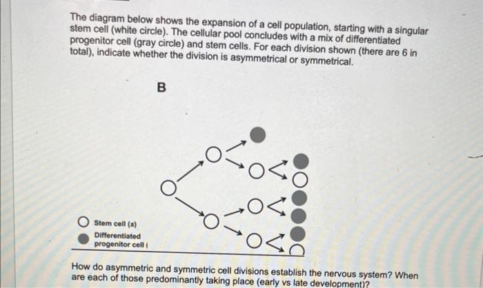 [Solved]: The diagram below shows the expansion of a cell p