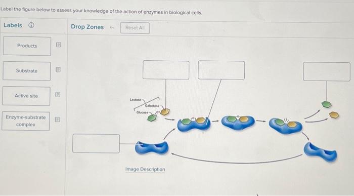 Solved Label the figure below to assess your knowledge of | Chegg.com