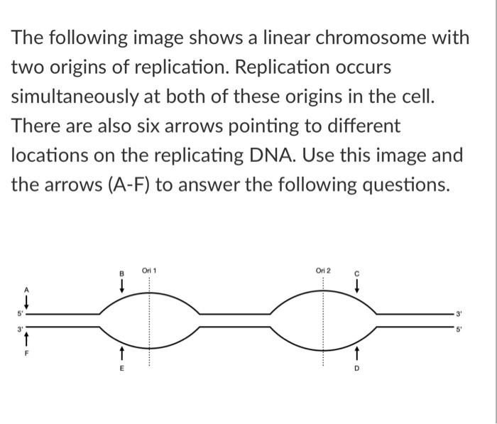 Solved The following image shows a linear chromosome with | Chegg.com