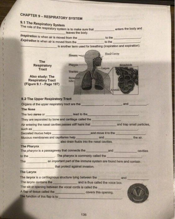 CHAPTER 9 - RESPIRATORY SYSTEM 9.1 The Respiratory | Chegg.com