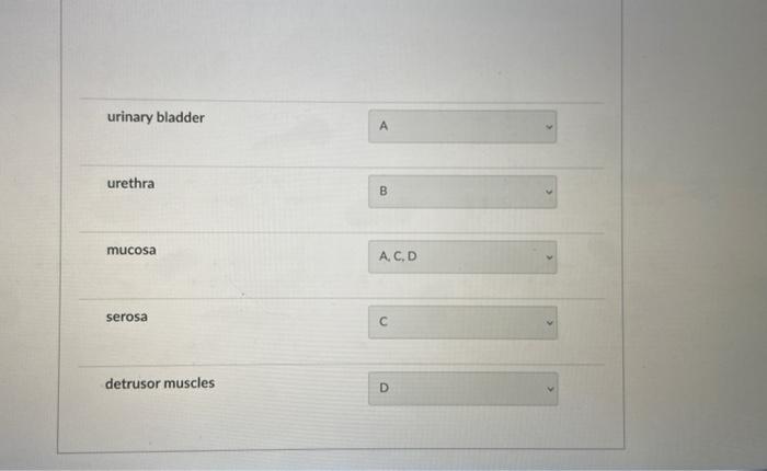 Solved urethra mucosa serosa detrusor muscles | Chegg.com