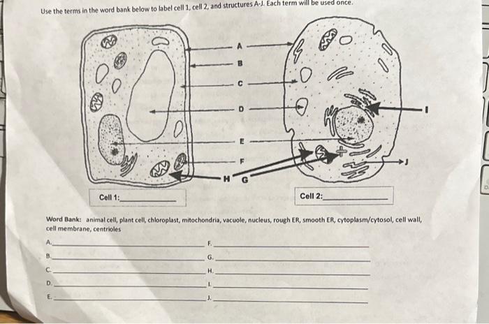 Solved Use the terms in the word bank below to label cell 1, | Chegg.com