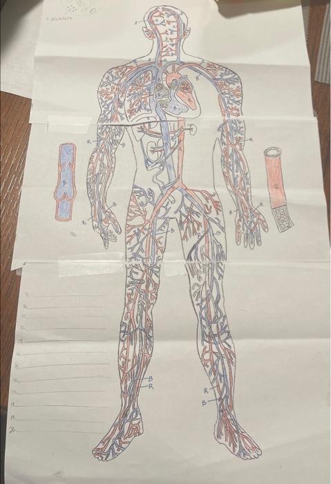 help labaling the vessel man | Chegg.com