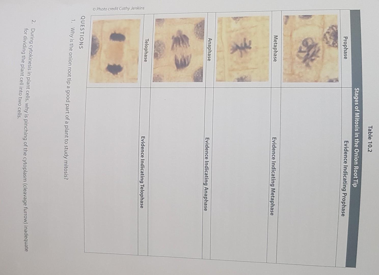 Solved Table 10.2 Stages of Mitosis in the Onion Root Tip | Chegg.com