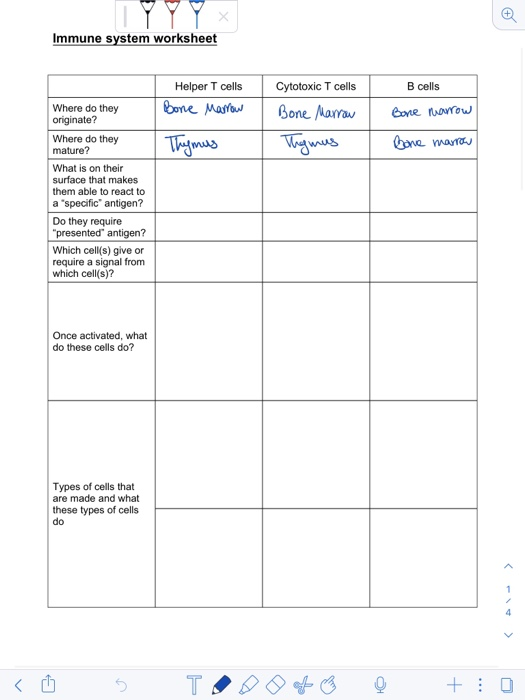 Solved + Immune system worksheet B cells Helper T cells Bone | Chegg.com