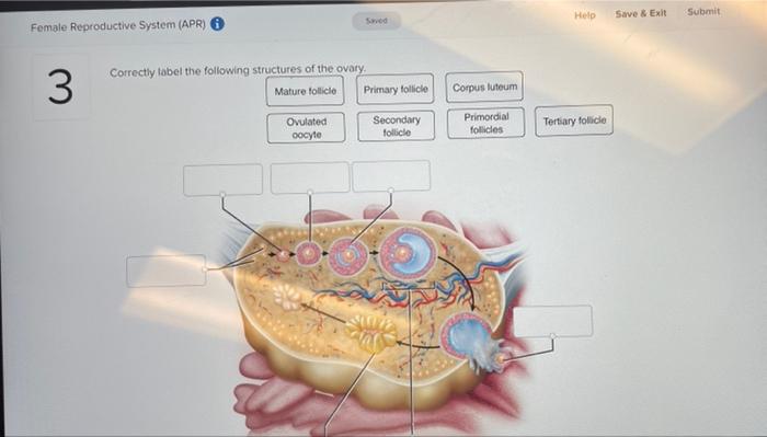 Solved Female Reproductive System (APR) 3 Saved Correctly | Chegg.com