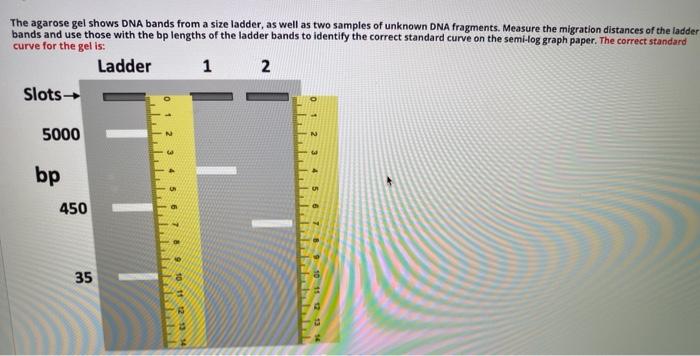 Solved The agarose gel shows DNA bands from a size ladder, | Chegg.com