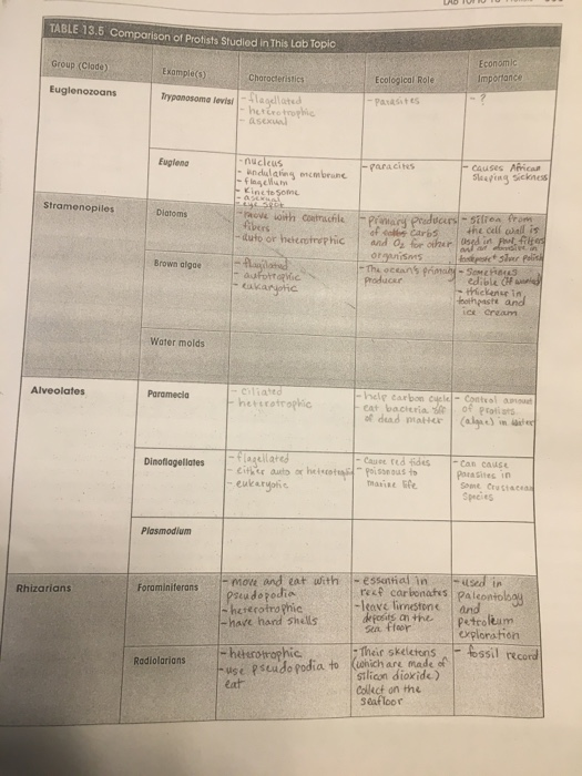 Solved TABLE 13.5 Comparison of Protists Studied in This Lob | Chegg.com