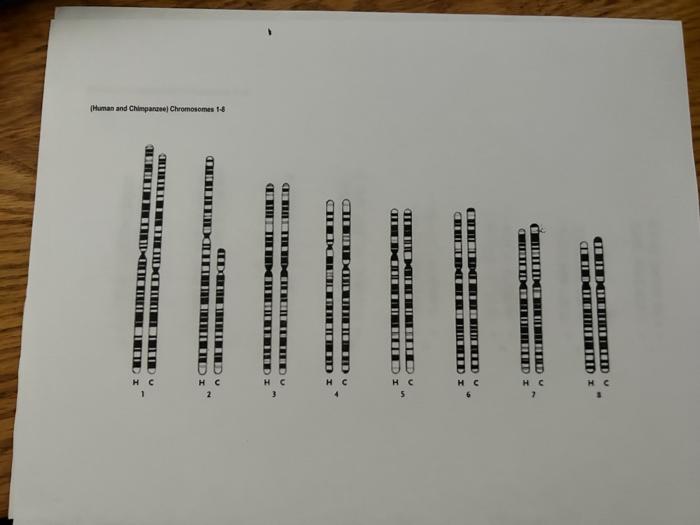 (9) There is one chromosome that is identical in | Chegg.com