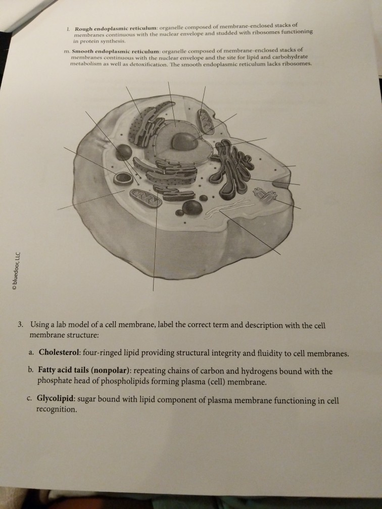 Solved 1. Rough endoplasmic reticulum: organelle composed of | Chegg.com