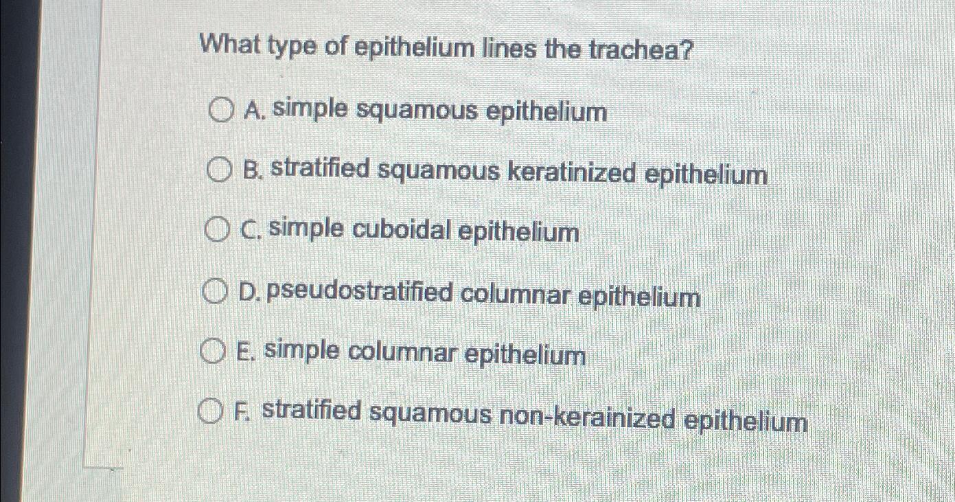 Solved What type of epithelium lines the trachea?A. ﻿simple | Chegg.com