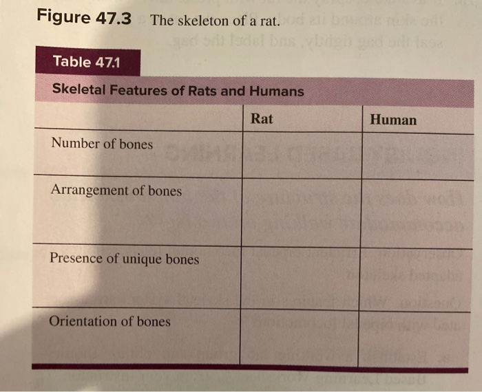 Solved Figure 47.3 The skeleton of a rat. Table 47.1 | Chegg.com
