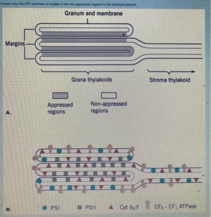 Solved Explain why the ATP synthase is located in the | Chegg.com