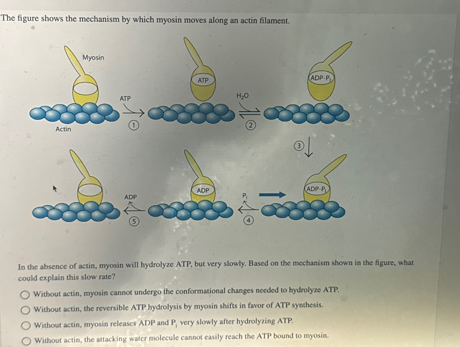Solved The figure shows the mechanism by which myosin moves | Chegg.com