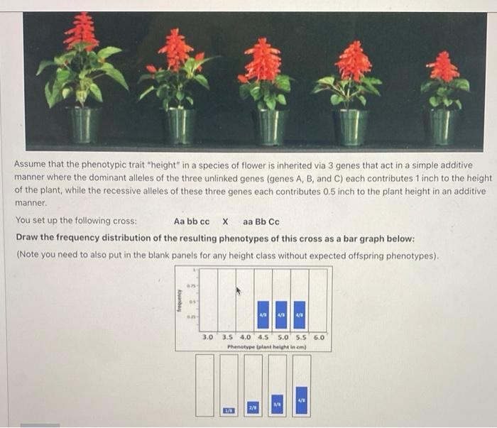 Solved Assume that the phenotypic trait "height" in a | Chegg.com