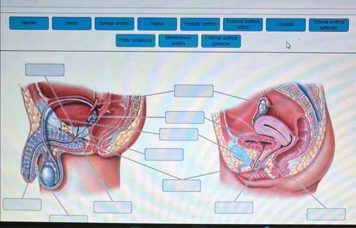 Solved Anatomy of the male and female urinary system, label | Chegg.com