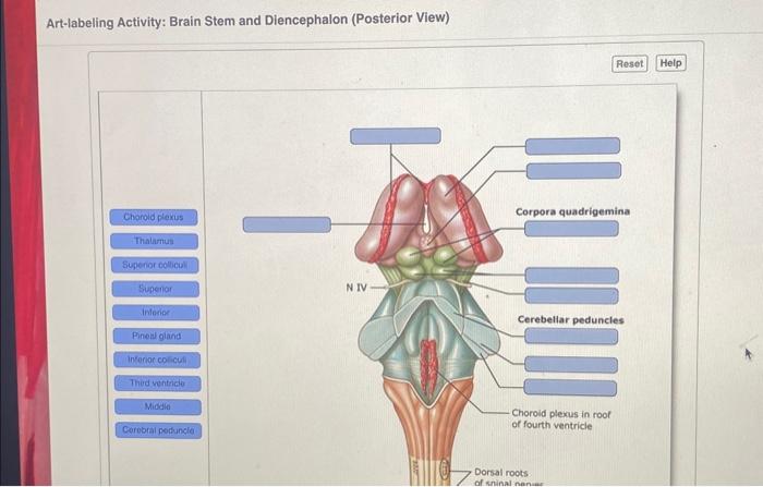 Solved Art-labeling Activity: Brain Stem and Diencephalon | Chegg.com