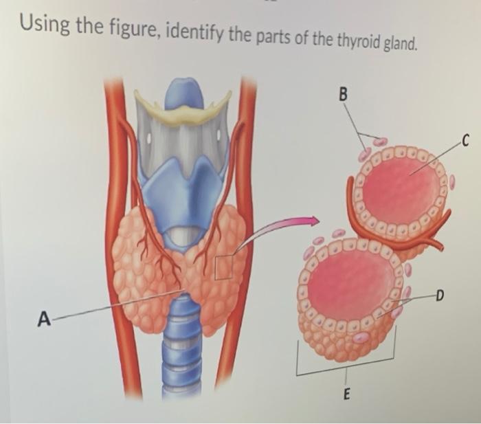 Solved Using the figure, identify the parts of the thyroid | Chegg.com