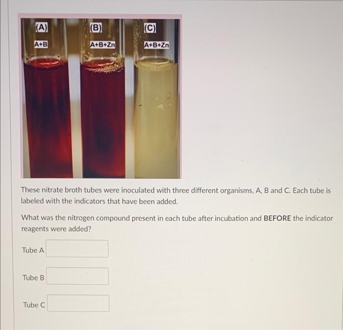 Solved (A) (B) (C) A+B A+B+Zn A+B+Zn These nitrate broth | Chegg.com