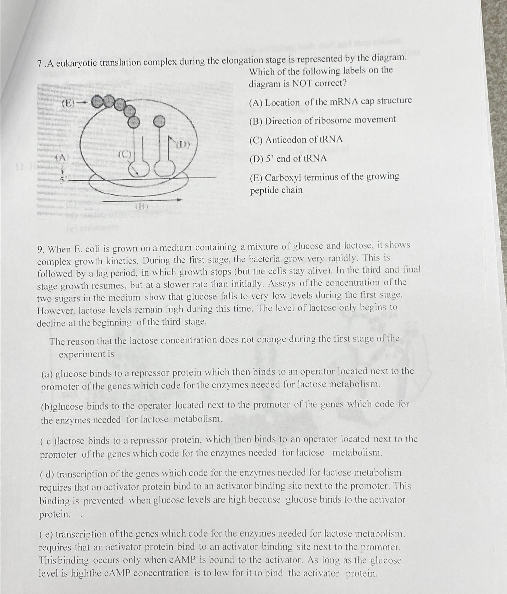 Solved A eukaryotic translation complex during the | Chegg.com