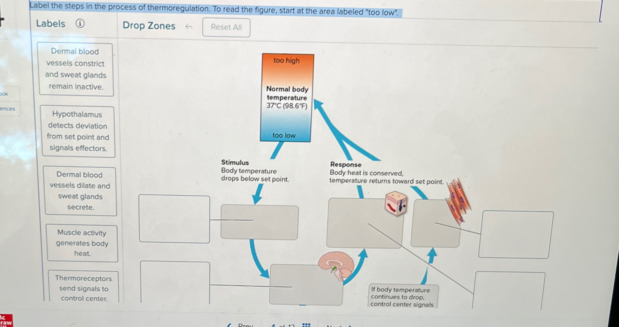 Solved Label the steps in the process of thermoregulation. | Chegg.com