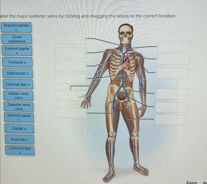 Solved bel the major systemic veins bv clickina and draacina | Chegg.com