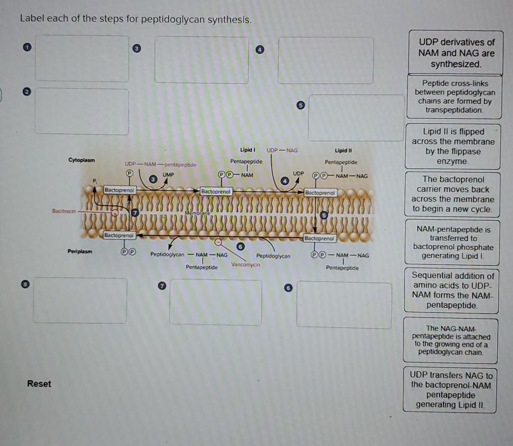 Solved Label each of the steps for peptidoglycan synthesis. | Chegg.com