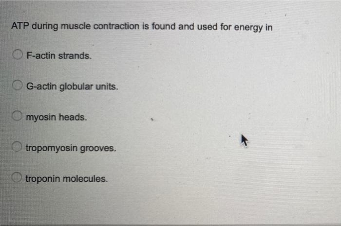 Solved ATP during muscle contraction is found and used for | Chegg.com