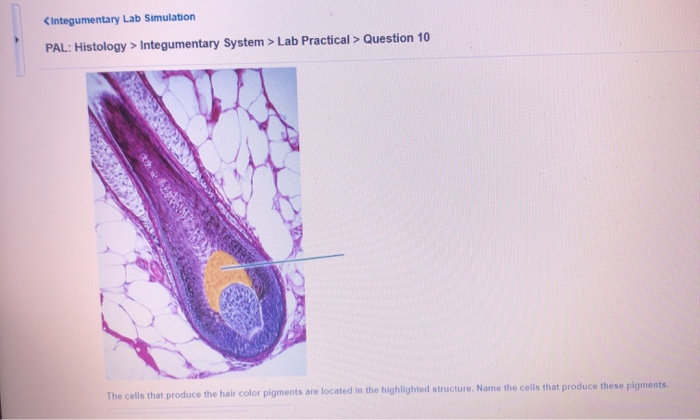 Solved Integumentary System > Lab Practical > Question 10 | Chegg.com