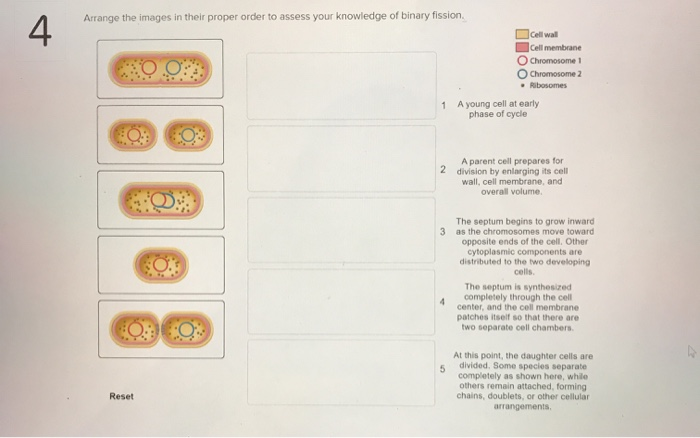 Solved Arrange the images in their proper order to assess | Chegg.com