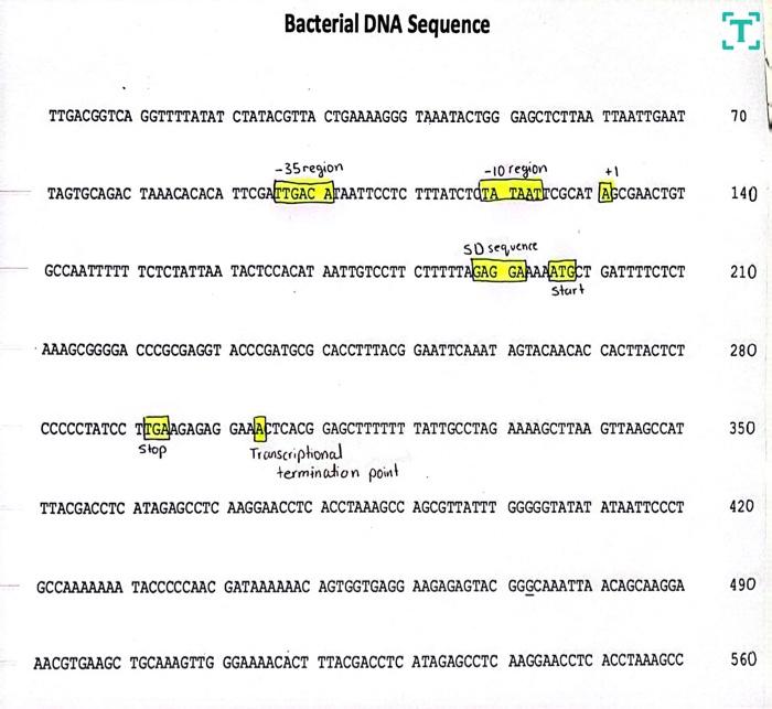 Solved 1) What would be the lengths of the DNA coding | Chegg.com