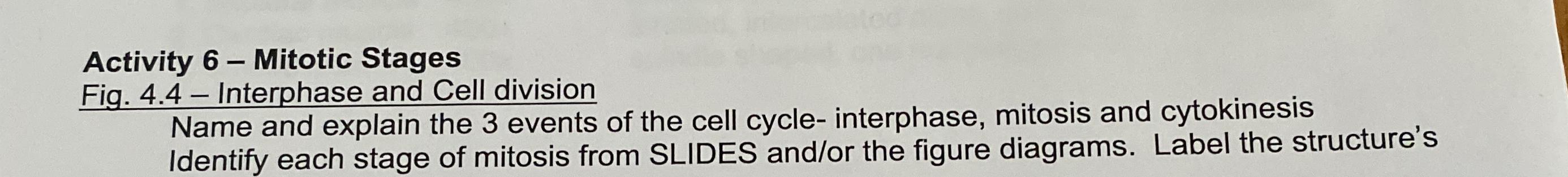 Solved Activity 6 - ﻿Mitotic StagesFig. 4.4-Interphase and | Chegg.com