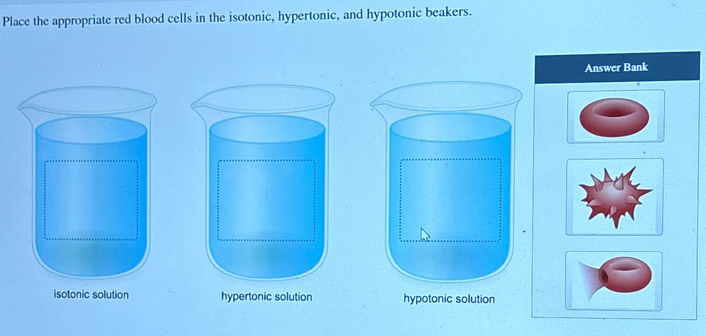 Solved Place the appropriate red blood cells in the | Chegg.com