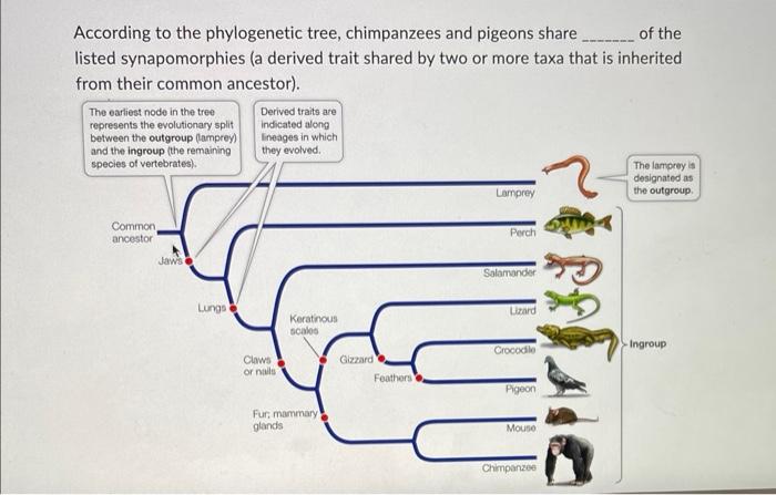 Solved According to the phylogenetic tree, chimpanzees and | Chegg.com