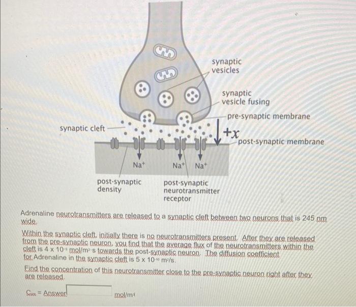 Solved synaptic vesicles synaptic vesicle fusing | Chegg.com